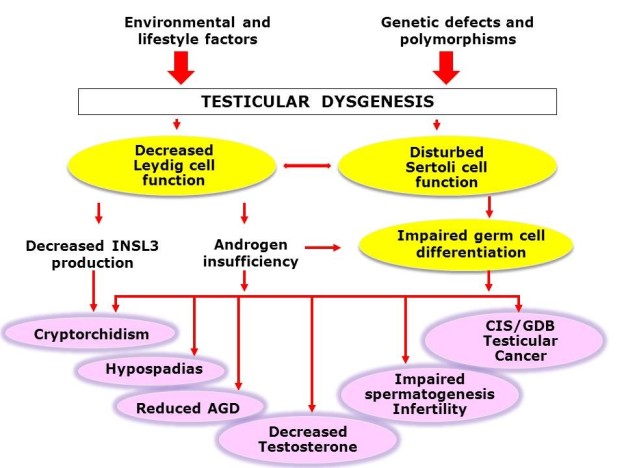 Fig 4 Endotext