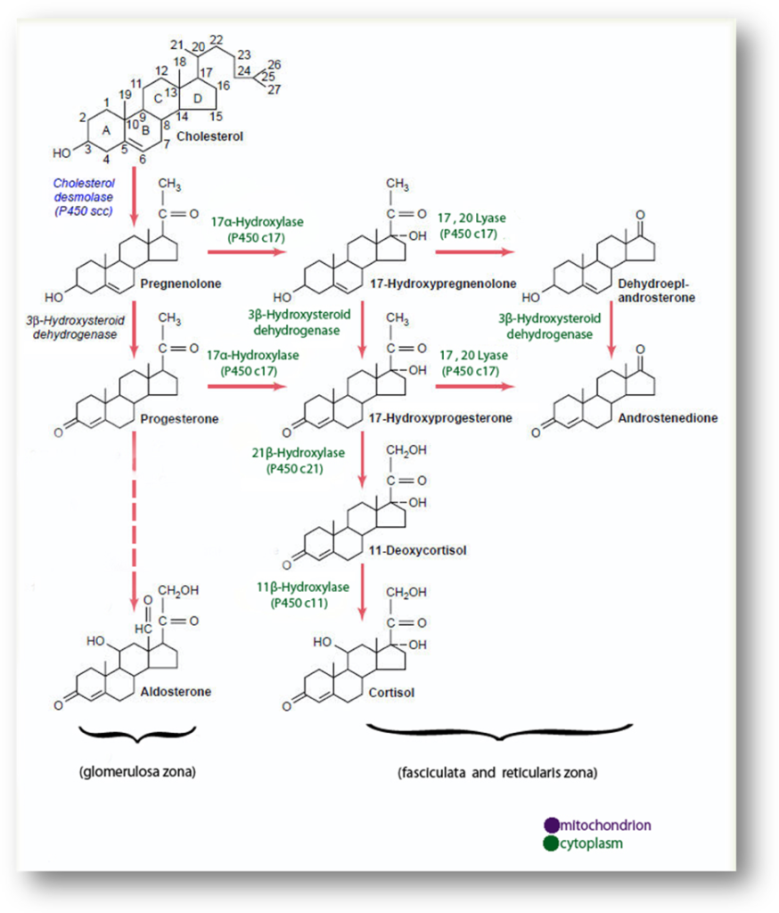 Etx Adrenal Ch4 Fig5 Endotext