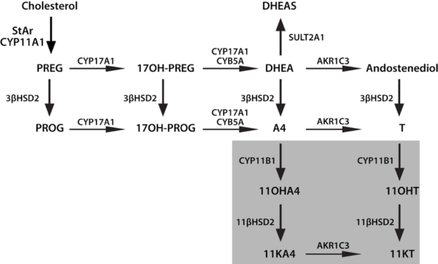 Etx Adrenal Ch4 Fig7 Endotext