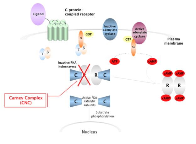 Etx Adrenal Ch23 Fig2 Endotext