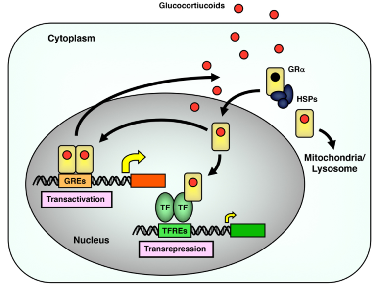 Etx Adrenal Ch6 Fig8 Endotext